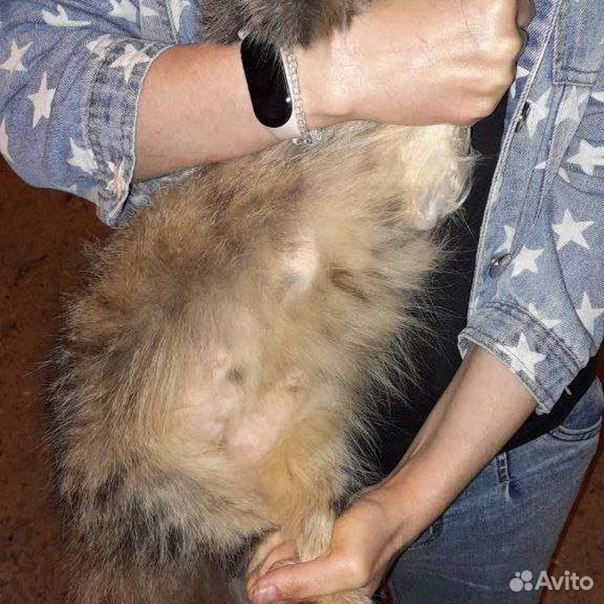 В одном из дворов погибает кошка
