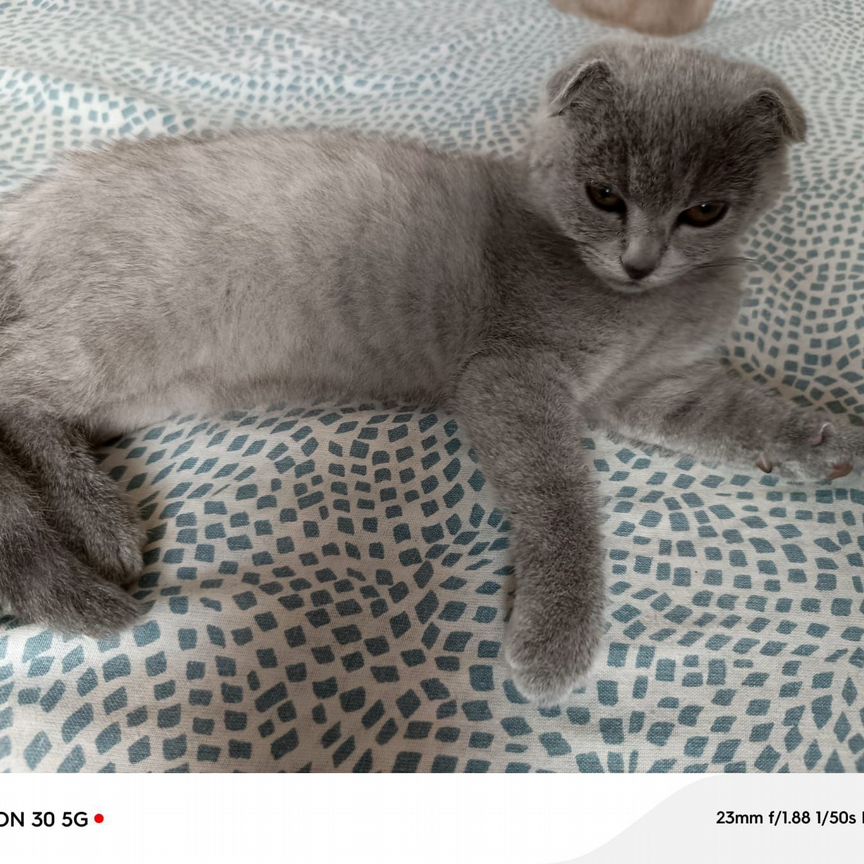 Продам котенка