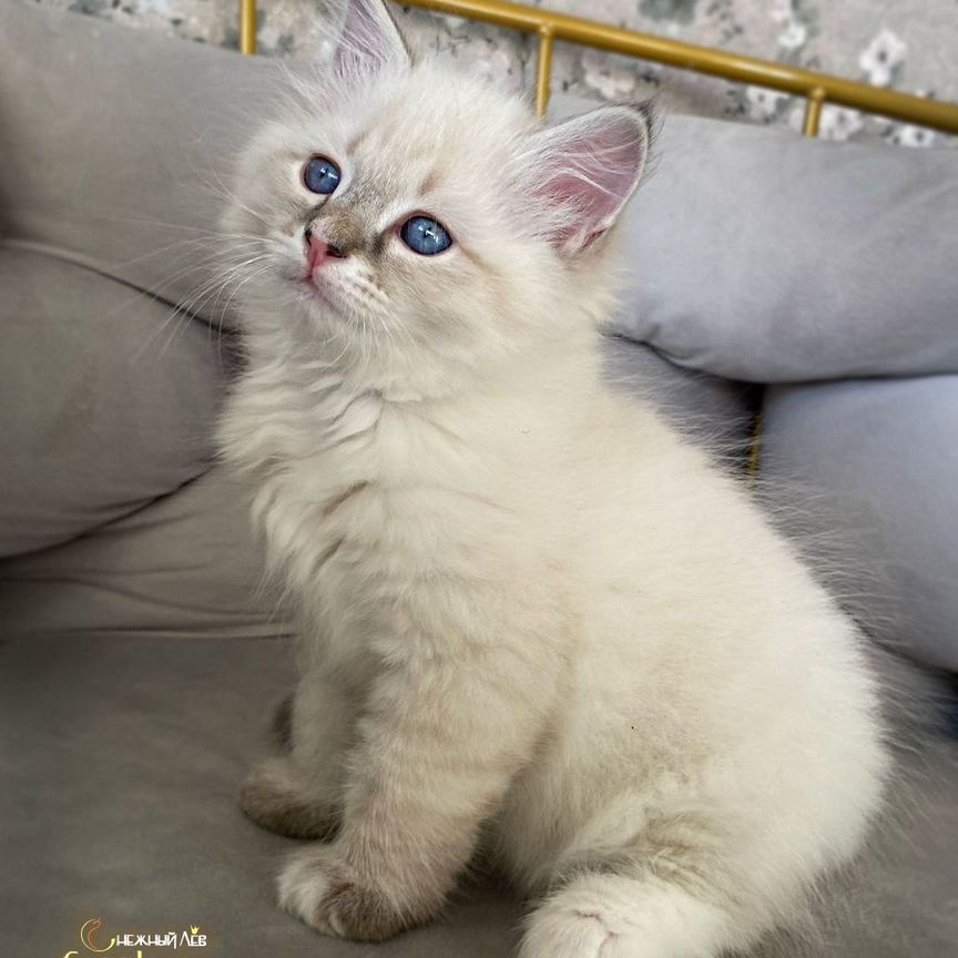 Породистый котенок