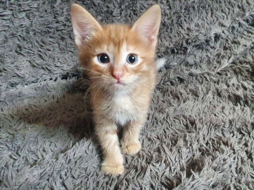 Котёнок в добрые руки