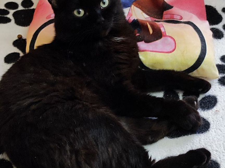 Котик