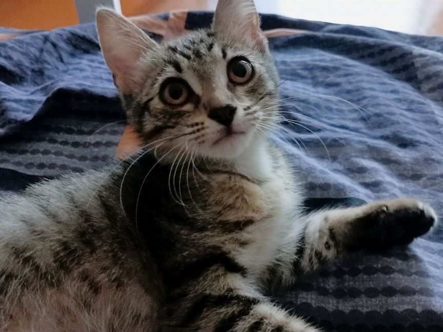Котенок