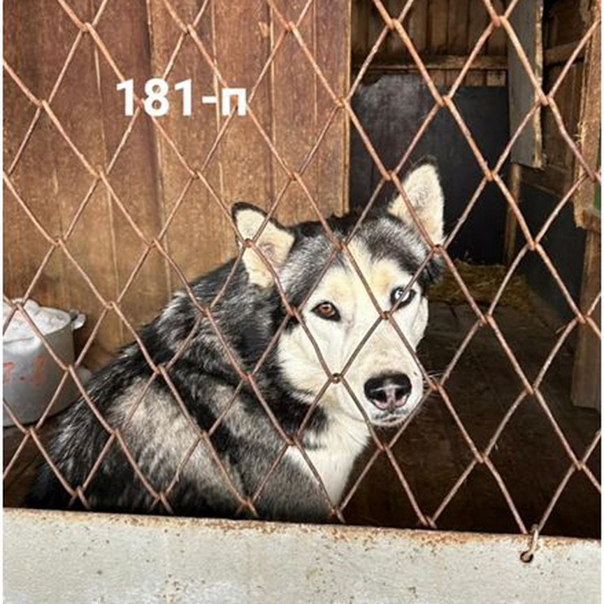 Собаки желает найти семью)