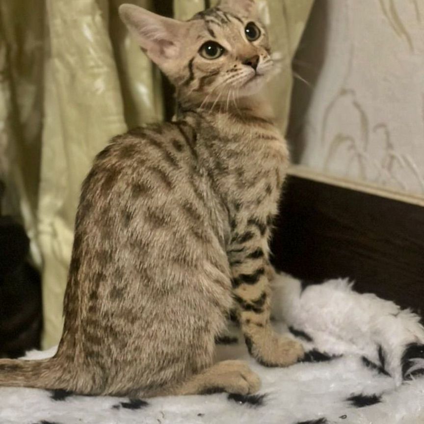 Саванна ф4