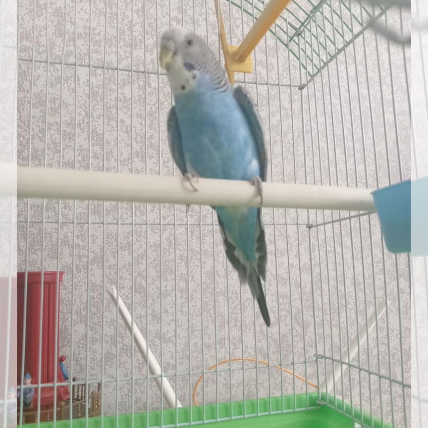 Волнистый попугай