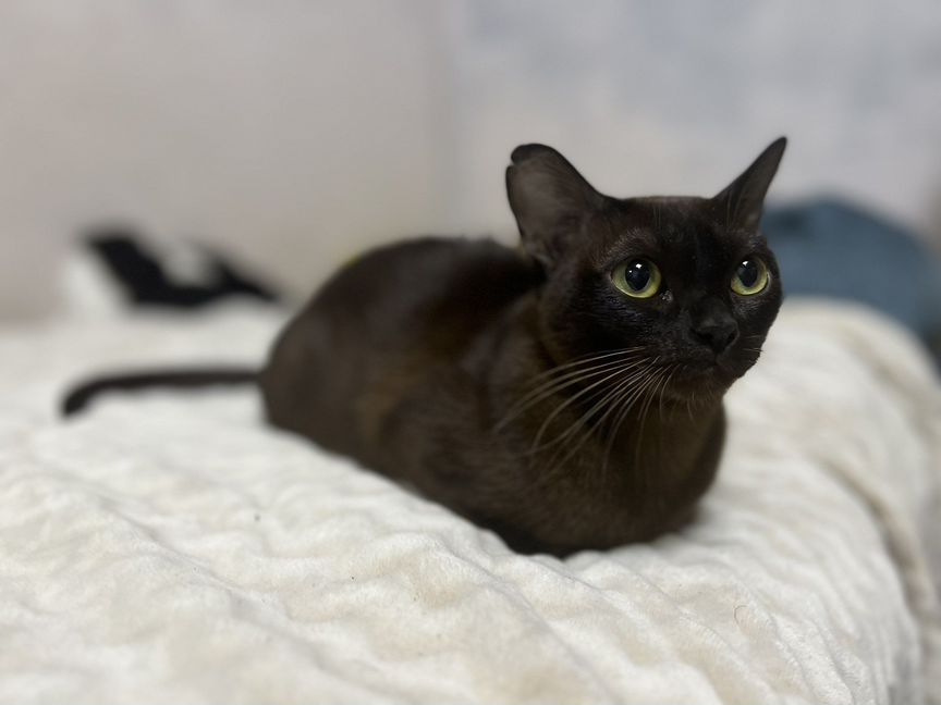 Бурманская кошка