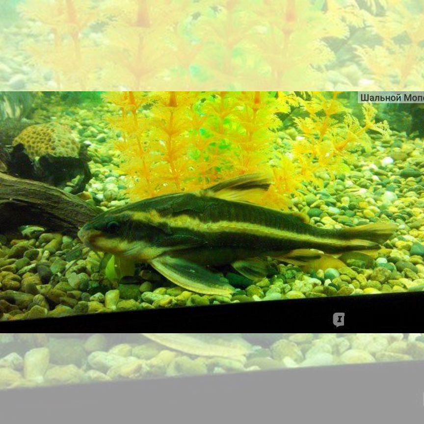 Аквариумные рыбки Платидорас