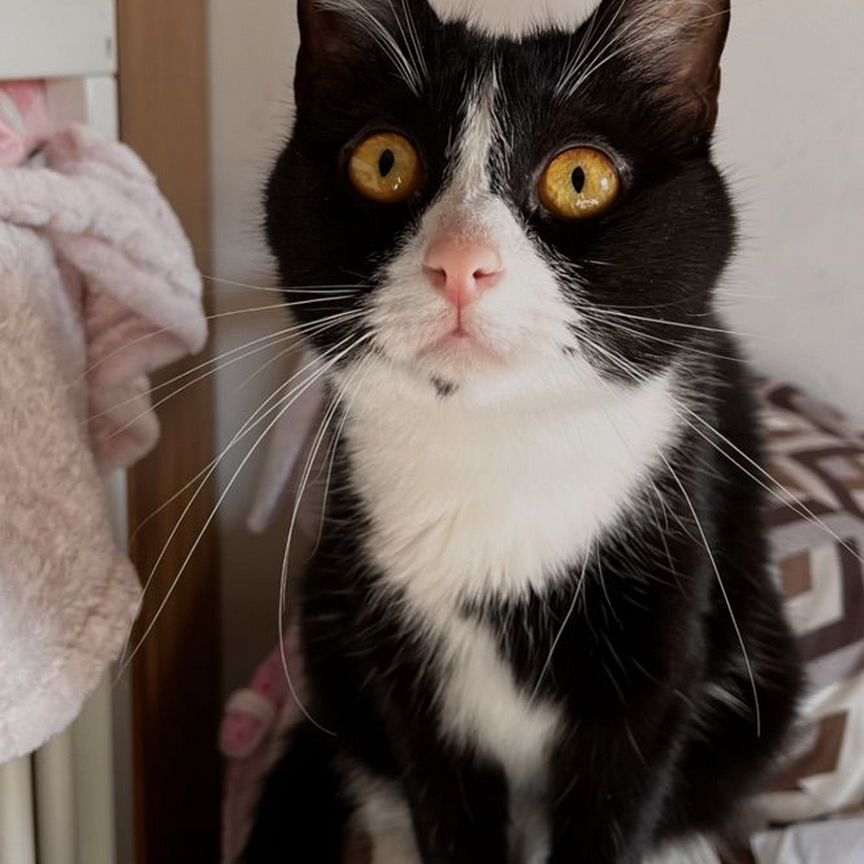 Кошка