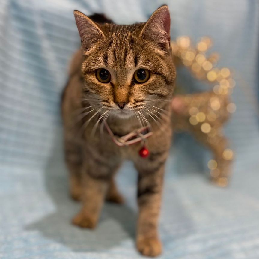 Взрослая, Девочка кошка в добрые руки