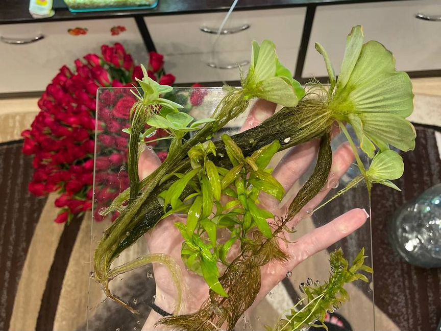 Аквариумные растения