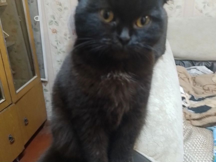 Котенок вислоухий