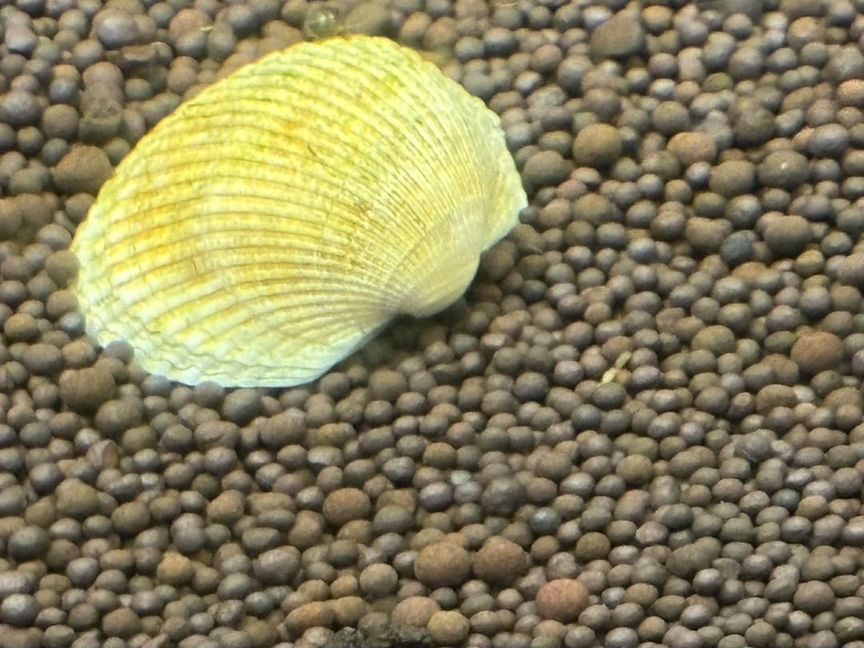 Грунт пропант в аквариум