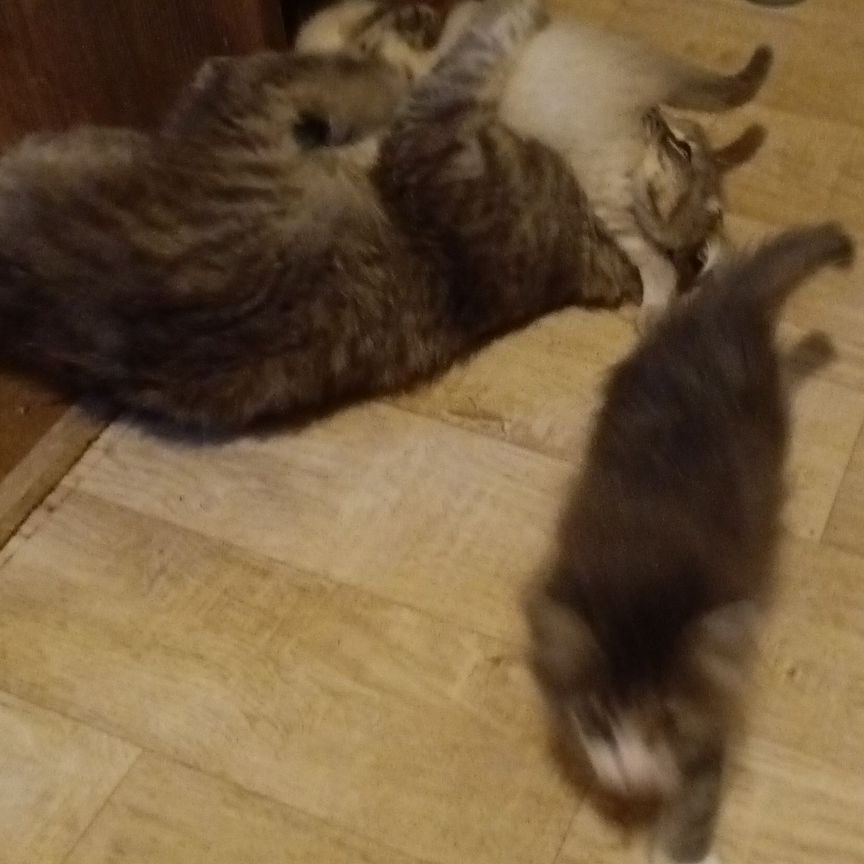 Котята в добрые руки