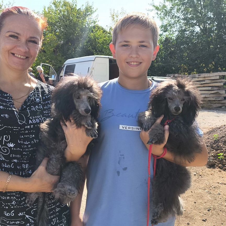 Серебристый пудель