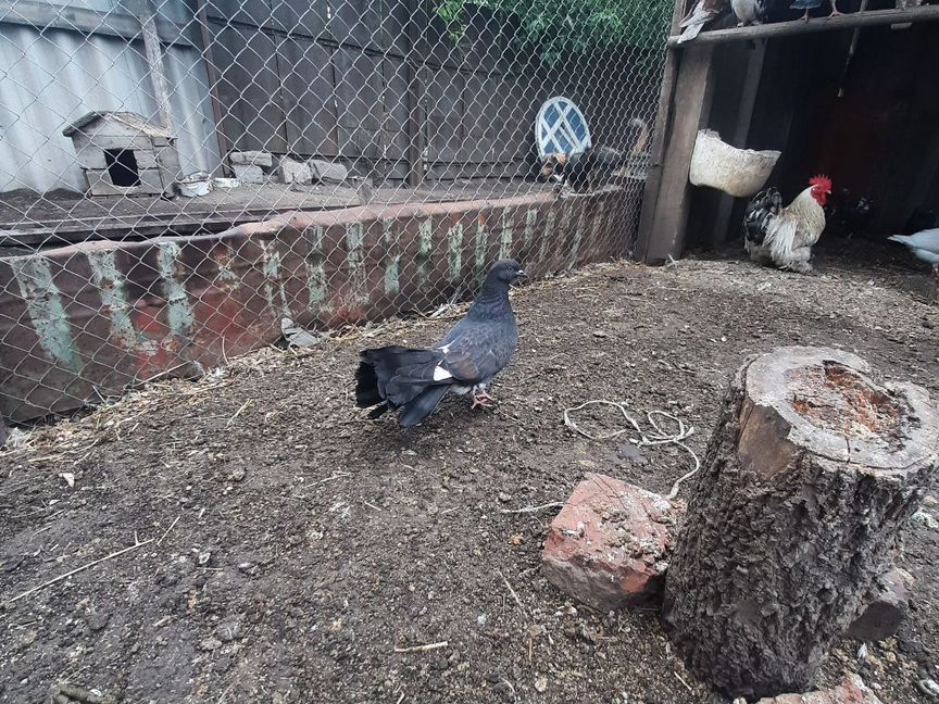 Голуби павлинские