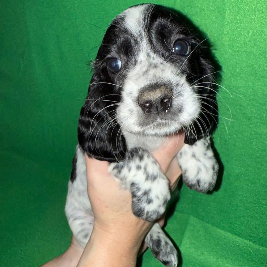 Кавалер кинг-чарльз-спаниель, щенок