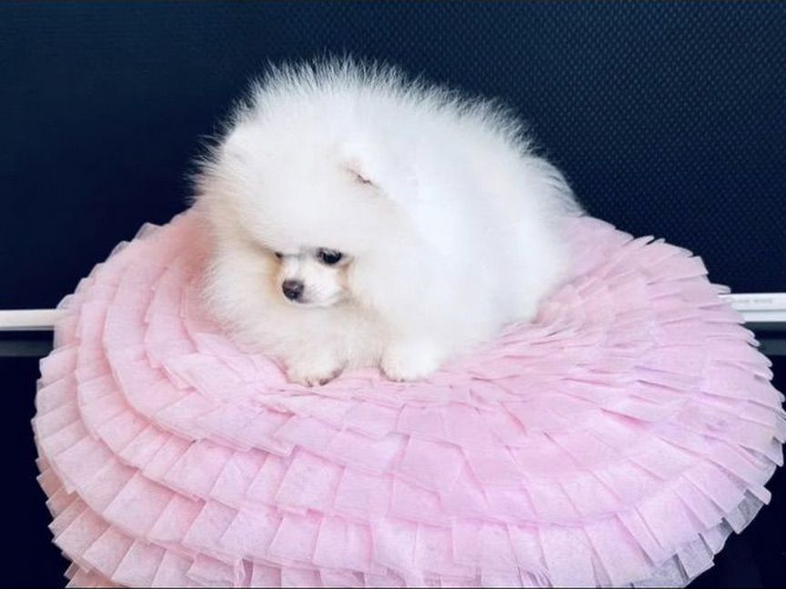 Отличные детишки шпица