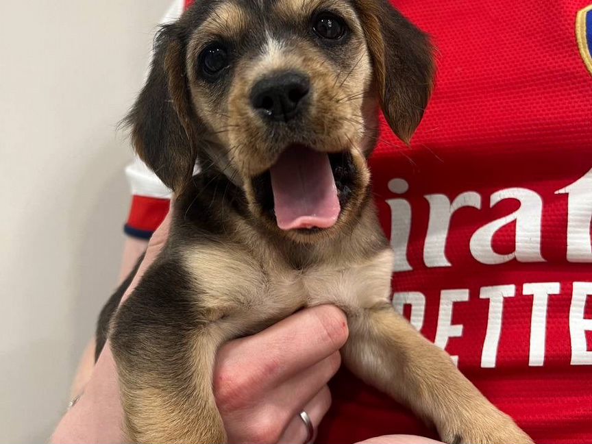 Щенок от мамы кокера в добрые руки