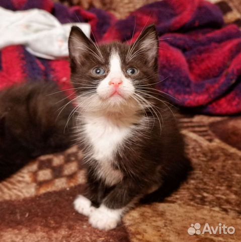 Котята ищут дом