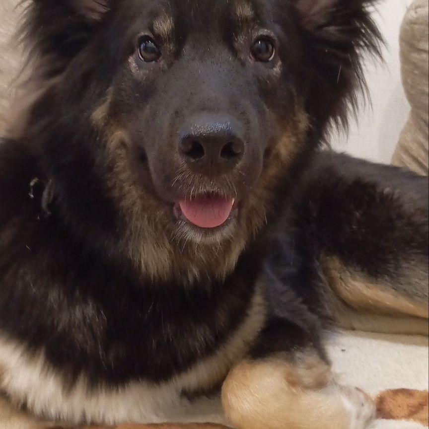 Собака Рада