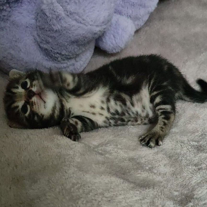 Котёнок бенгал