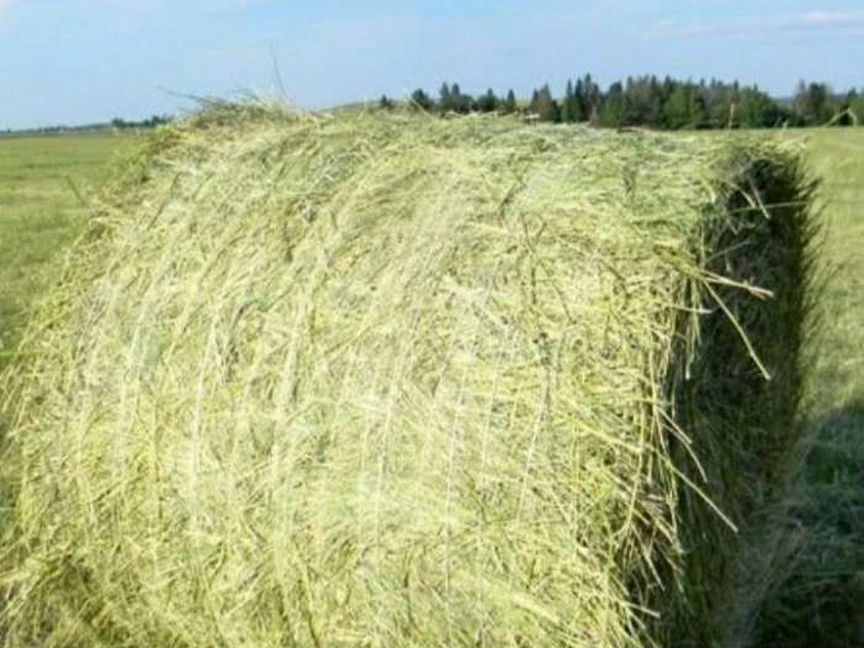 Сено в рулонах 2023