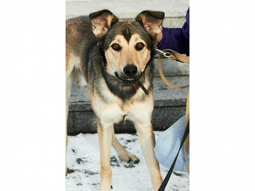 Собака кобель 2 года