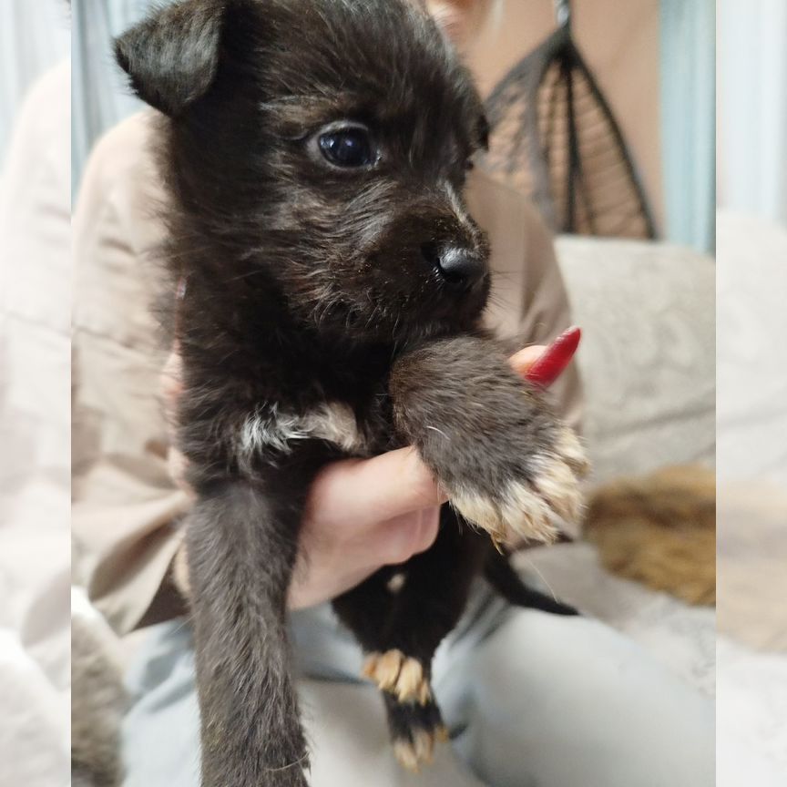 Щенок в добрые руки