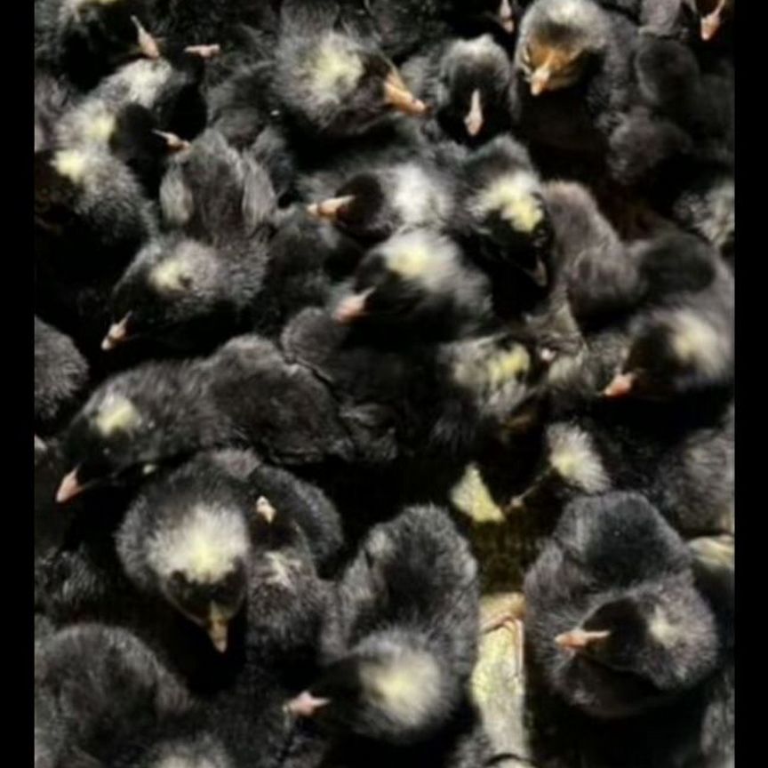 Суточные цыплята "Гриз Бар" открыта запись