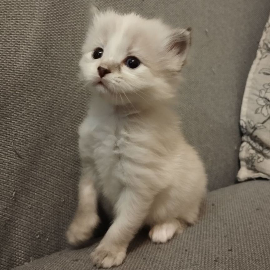 Котёнок в добрые руки