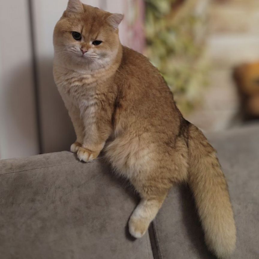 Британский короткошёрстный, взрослый кот