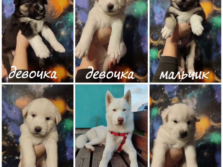 Щенки, кутята хаски