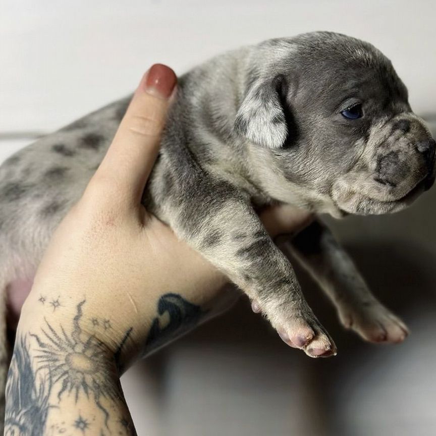 Американский булли, щенок