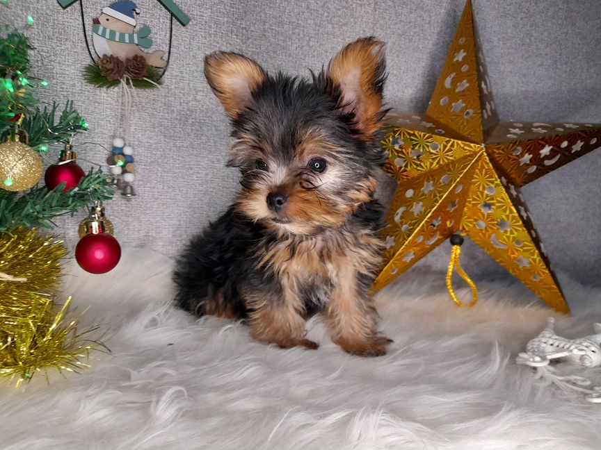 Йоркширский терьер девочка