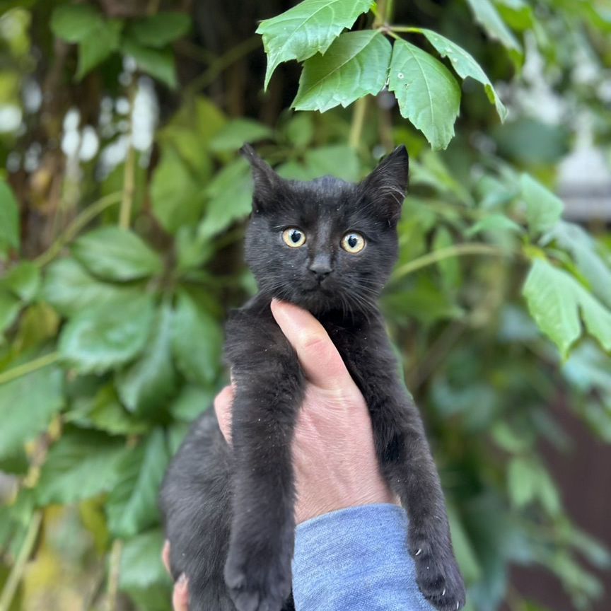 Котенок Элвис (2,5 мес) в добрые руки