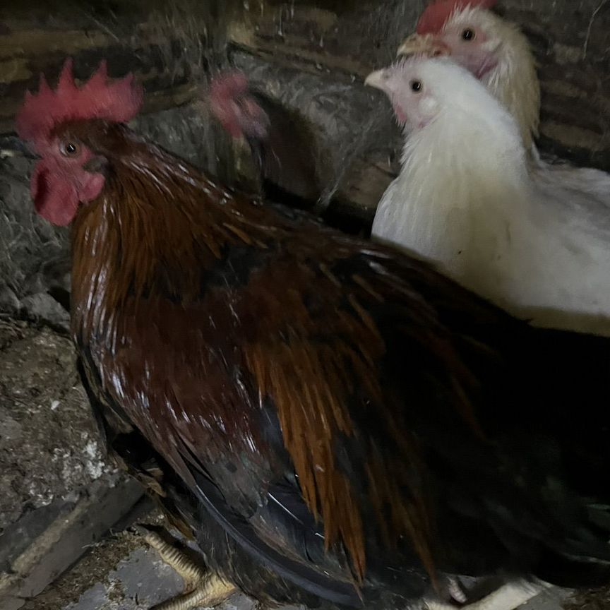 Молодые петухи