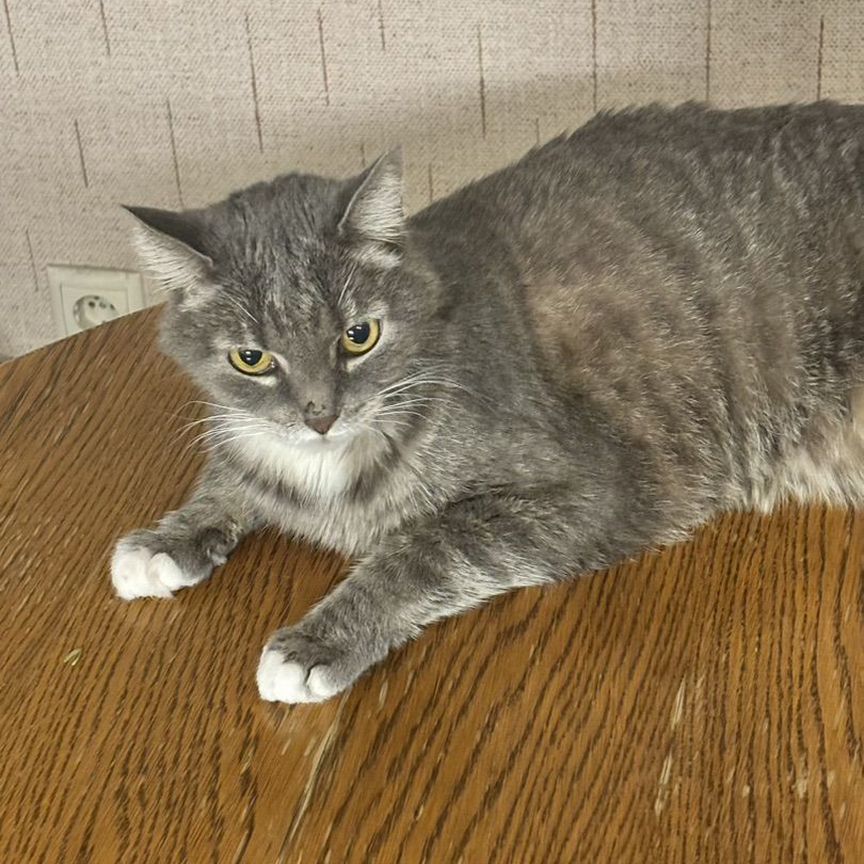 Взрослый кот в добрые руки