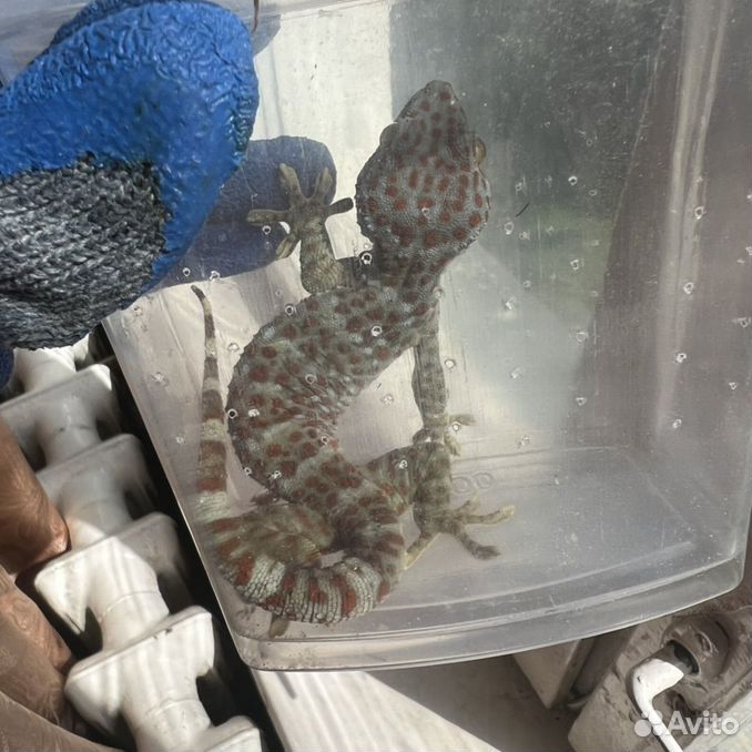 Траурный геккон и токи токи