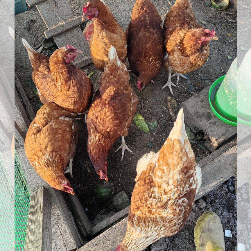 Куры несушки продам