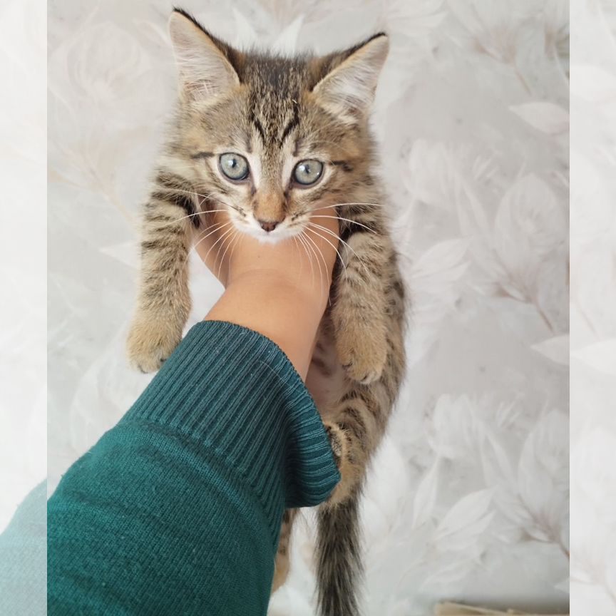 Котята в добрые руки бесплатно мальчик