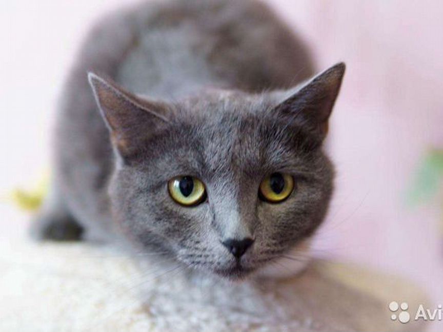 Кошка - красавица