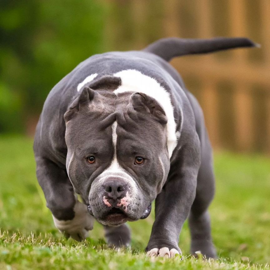 Американский булли, щенок