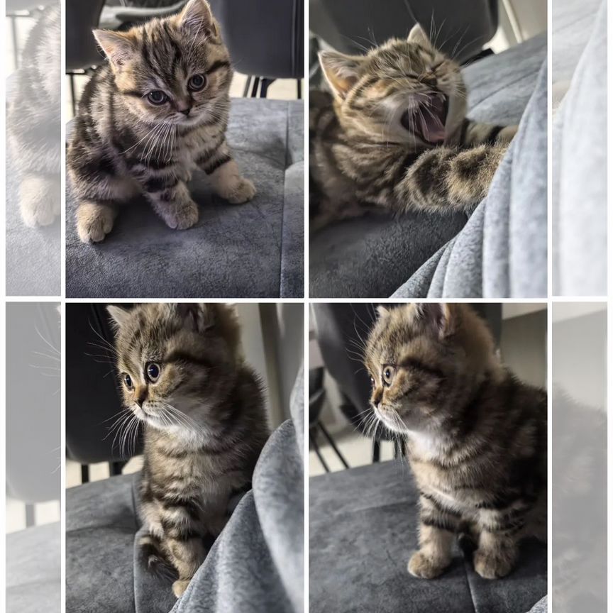 Шотландский прямоухий длинношёрстный котёнок