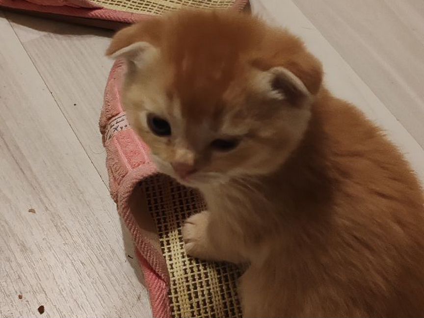 Кошки