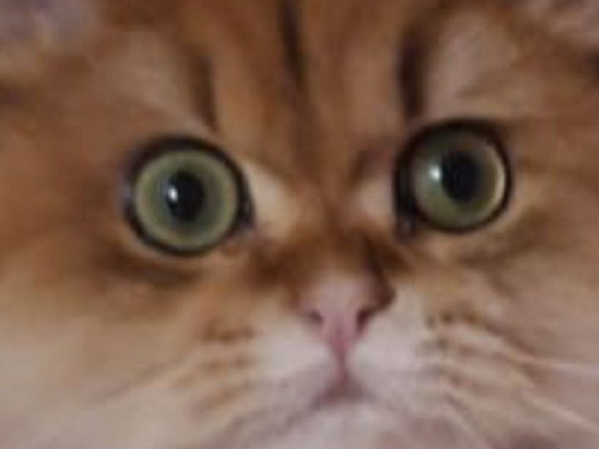 Котенок Британский