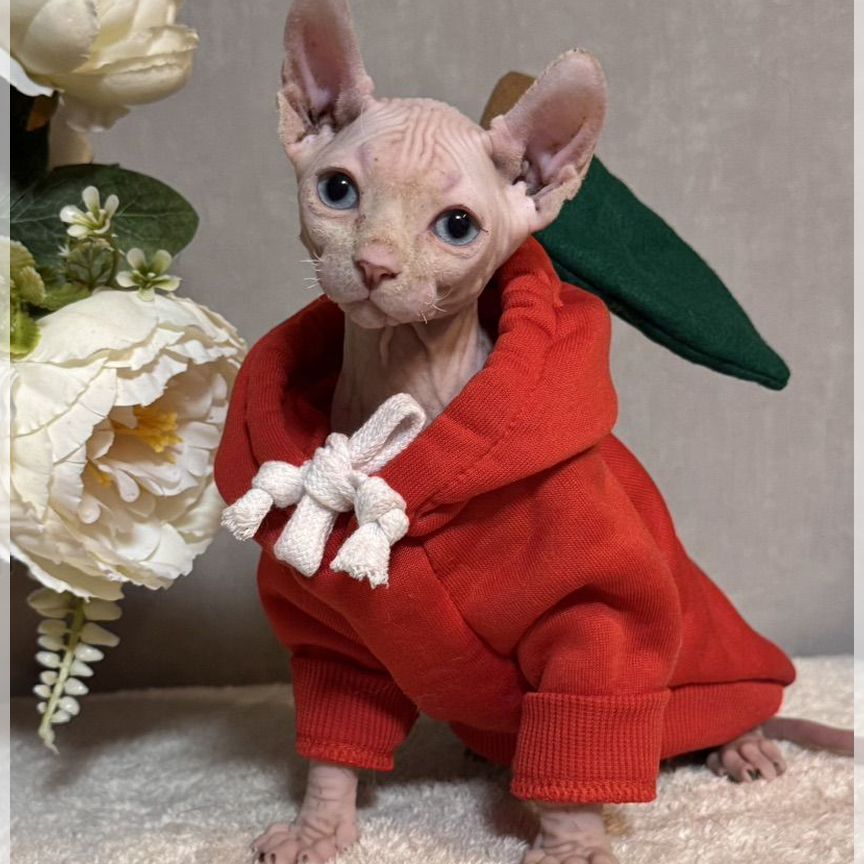 Канадский сфинкс котёнок