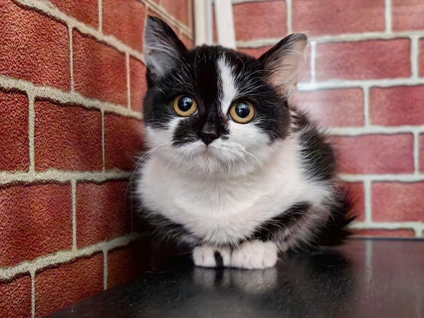 Котенок-девочка в добрые руки