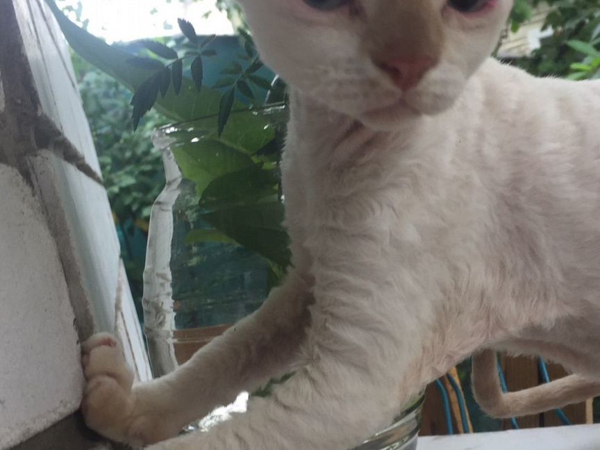 Котик девон-рекс