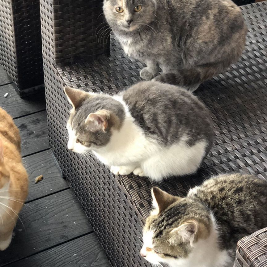 Спасите котят