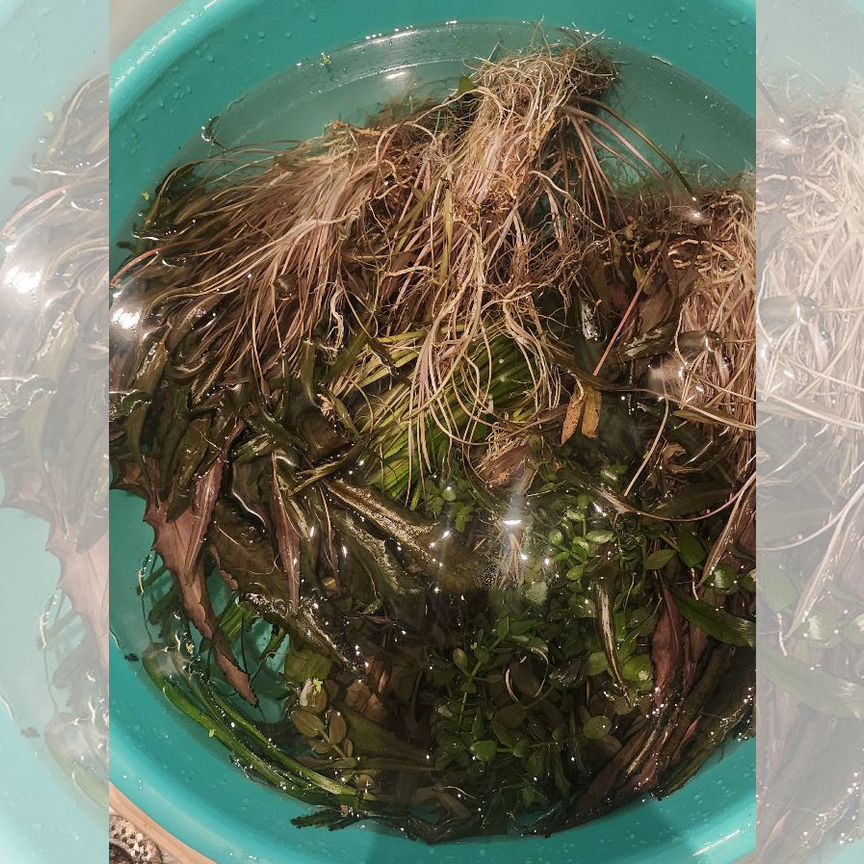 Аквариумное растение